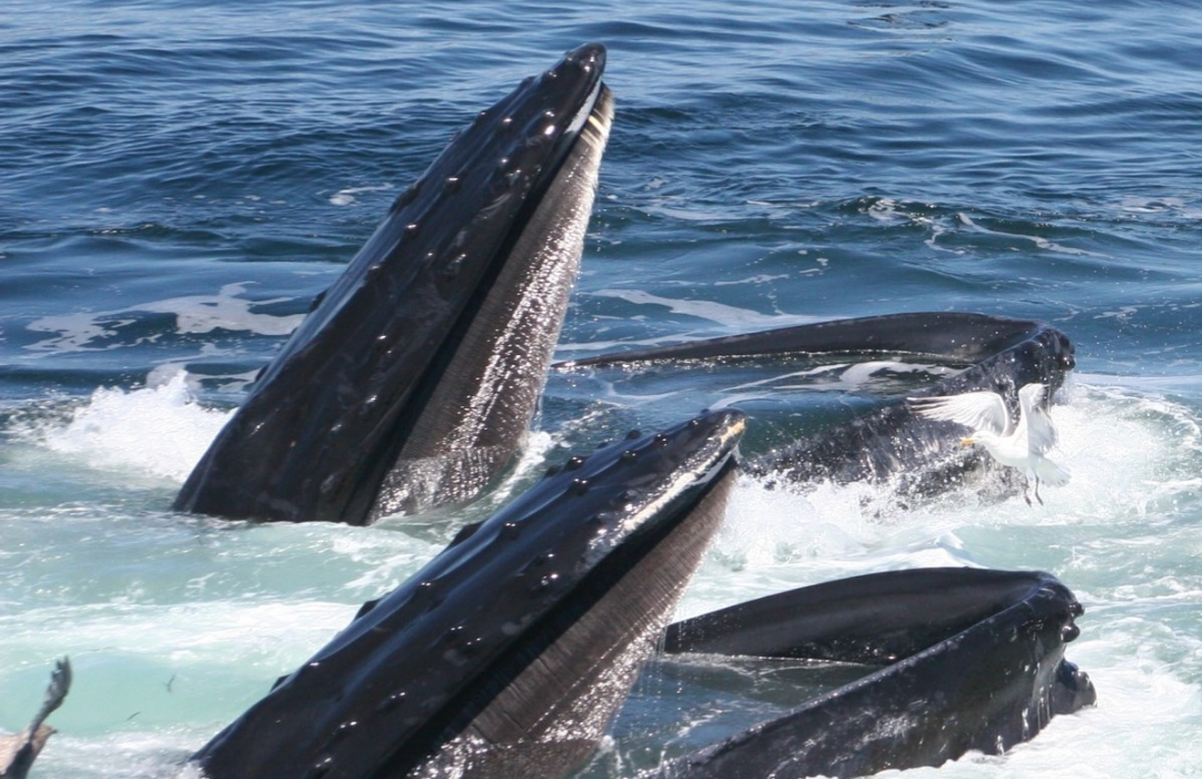 Alpha and WDC - Alpha Travel Insurance